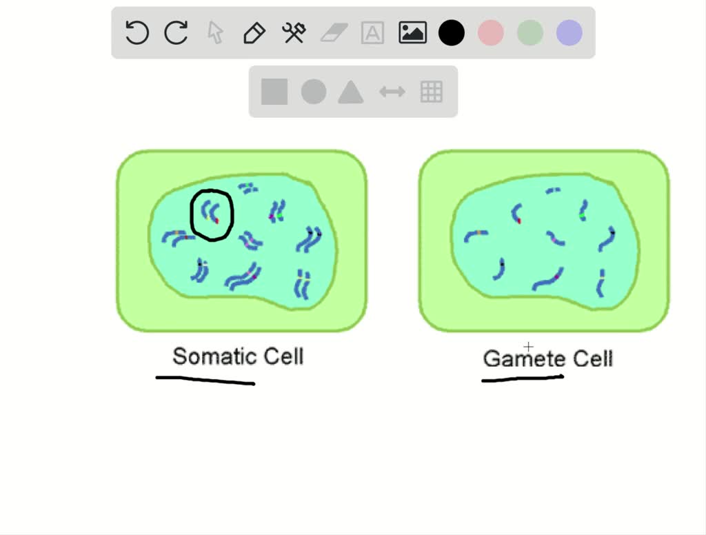 SOLVED Comparing Somatic Cells And Gametes Somatic Cells Are A SOLVED Comparing Somatic Cells And Gametes Somatic Cells Are A