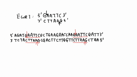 SOLVED: The DNA molecule whose entire sequence follows is digested to completion with the enzyme ...