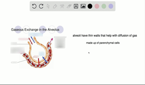 SOLVED:How does the structure of alveoli maximize gas exchange?