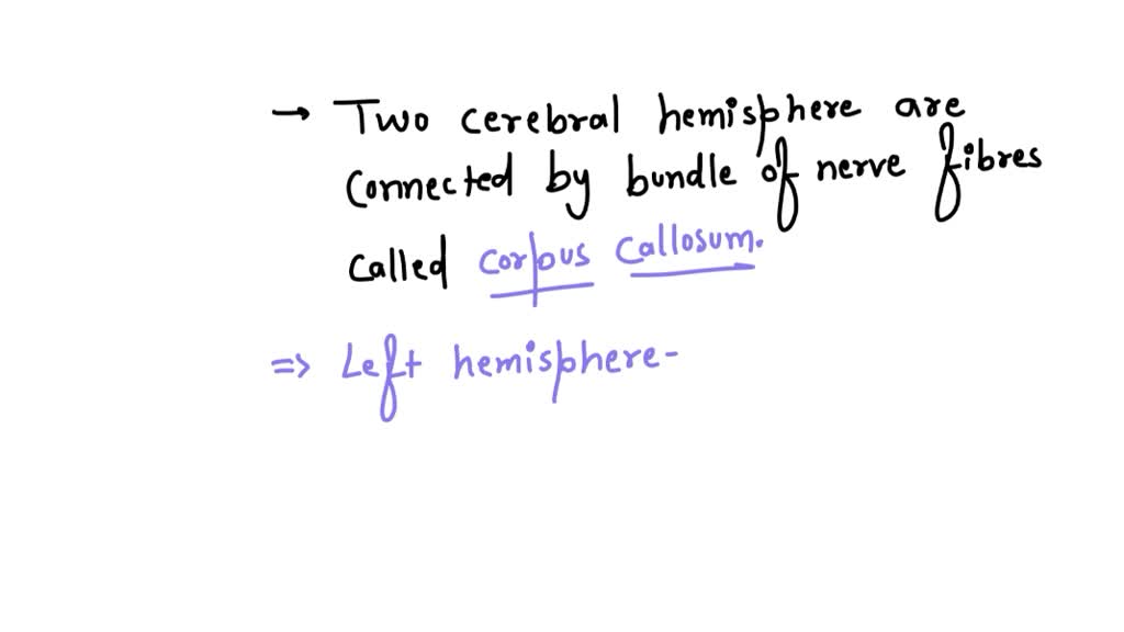SOLVED:The duplex mind contains what two systems?