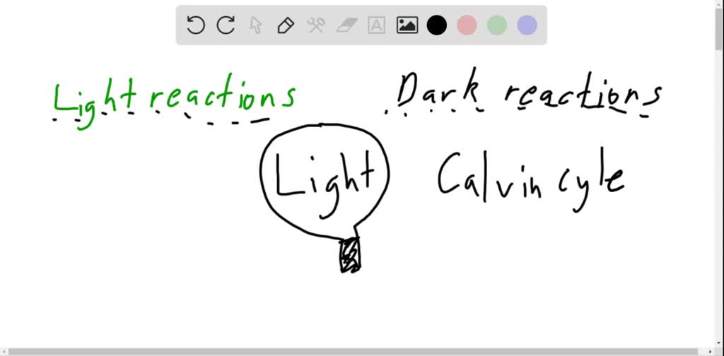 SOLVED:Why are the reactions of the Calvin cycle sometimes referred to ...