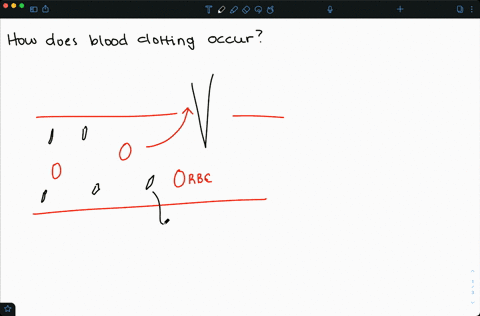 SOLVED:Describe a positive feedback mechanism that operates during ...