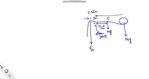 SOLVED:(I) Approximately what magnitude force, FM, must the extensor ...