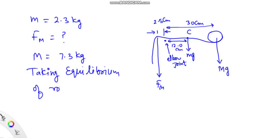 SOLVED:(I) Approximately what magnitude force, FM, must the extensor ...