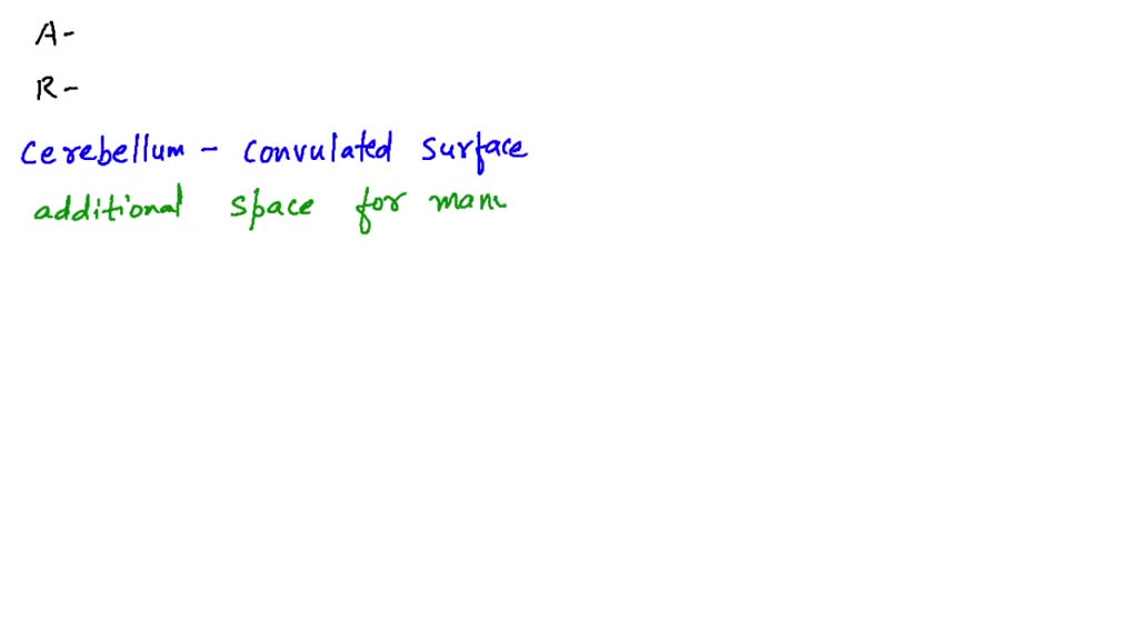 How do the convolutions and sulci of the sheep cerebrum compare with ...