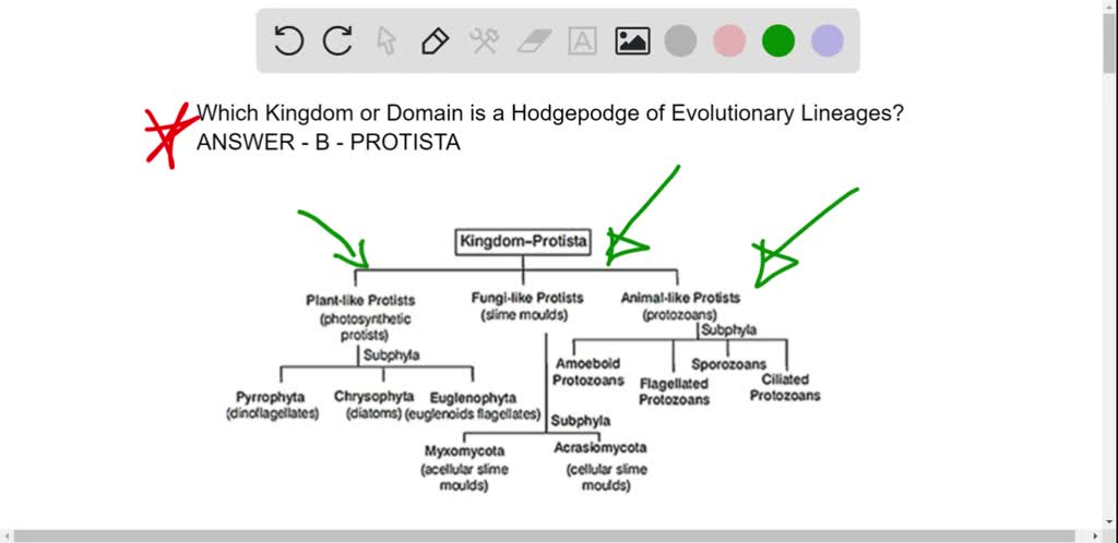 SOLVED:Which of the following groups contains organisms that represent ... SOLVED:Which of the following groups contains organisms that represent ...