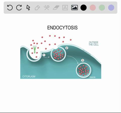 SOLVED:As part of the evolution of eukaryotic cell, endocytosis, the ...