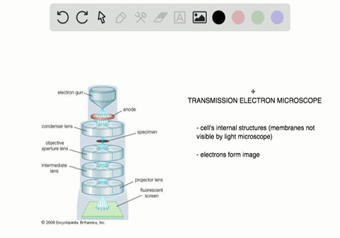 SOLVED:In what situation(s) would the use of a scanning electron ...
