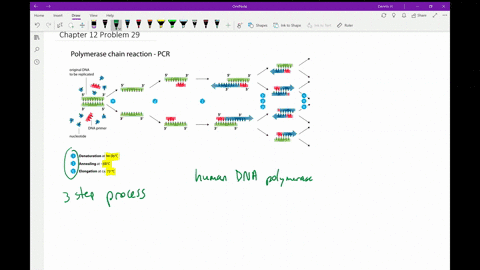 SOLVED: Why must the DNA polymerase used during PCR be heat-stable ...