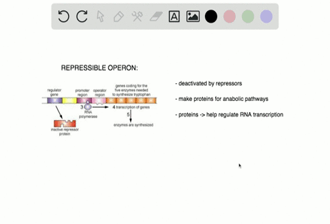 SOLVED:Repressible operons are important in regulating prokaryotic . a ...