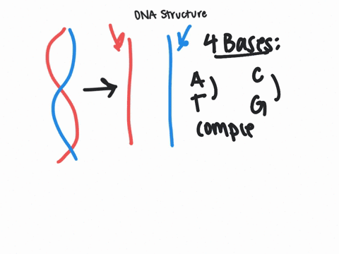 SOLVED:Describe the structure of DNA. Where are the bases, sugars, and ...