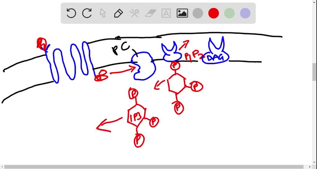 SOLVED Which Is The Correct Sequence 1 Phospholipase Activated 2 C