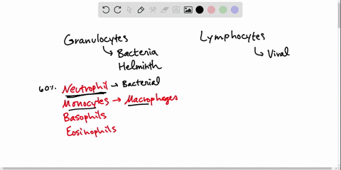 SOLVED:Cells that target and kill body cells infected by viruses are a ...