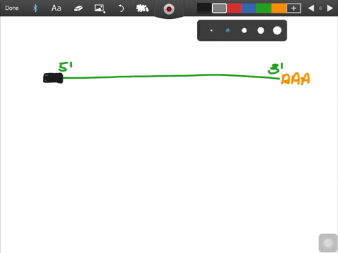 ⏩SOLVED:The 5^' cap and poly(A) tail in eukaryotic mRNAs protect the ...
