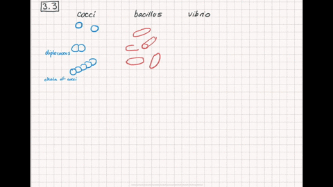 SOLVED:Vibrio cholerae causes the disease cholera. Based on the name of ...