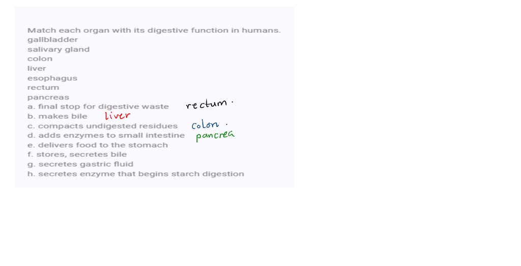 SOLVED:Match the following digestive system structures with their ... SOLVED:Match the following digestive system structures with their ...