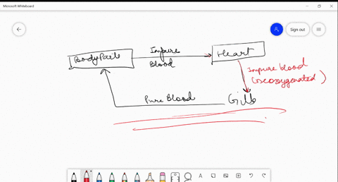 SOLVED:In fishes, the blood circulation is represented as The given ...