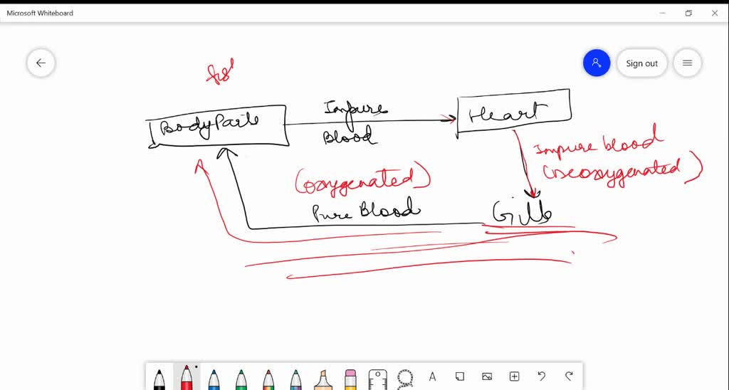 SOLVED:In fishes, the blood circulation is represented as The given ...