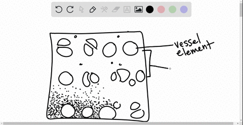 Sketch the cross section of a log. Label and define the following items ...