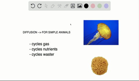 SOLVED:Some animals use diffusion instead of a circulatory system ...