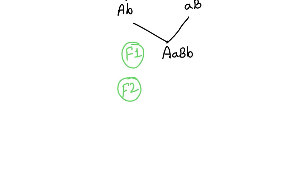 SOLVED: In simple Mendelian inheritance, a physical characteristic of a ...