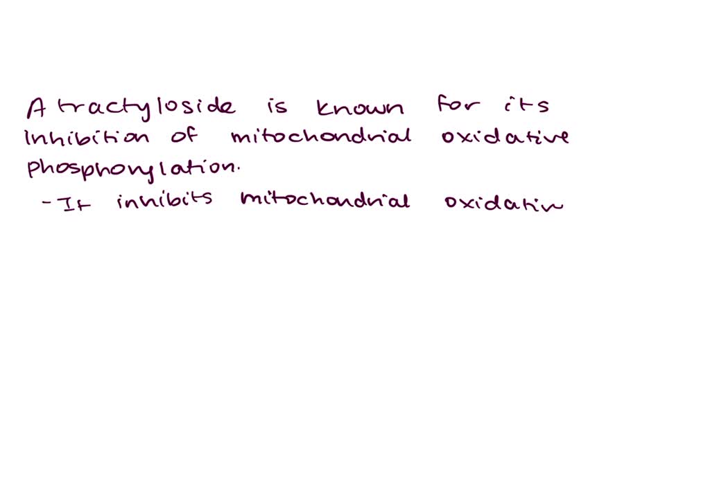 SOLVED:How does atractyloside affect mitochondrial respiration? (Hint ...