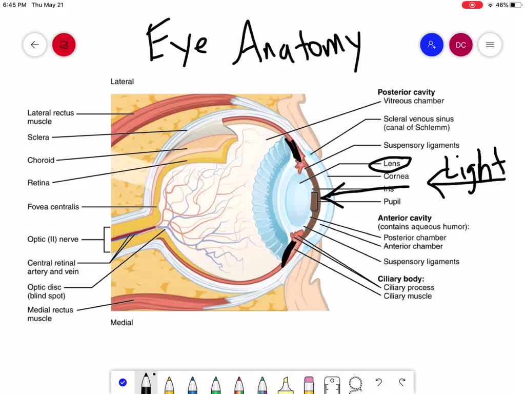 SOLVED Describe The Anatomy Of The Eye And The Function Of Each Part