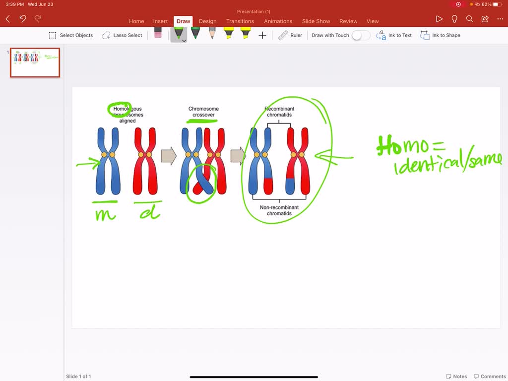 SOLVED:If two chromosomes are homologous, they a. look similar under ...