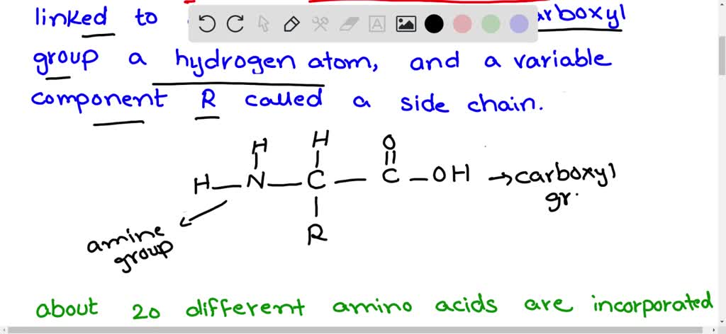 What is a protein? Describe its chemical composition. | Numerade