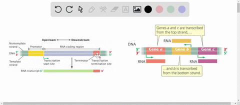 SOLVED:On Figure 13.5, indicate the locations of the promoters and ...