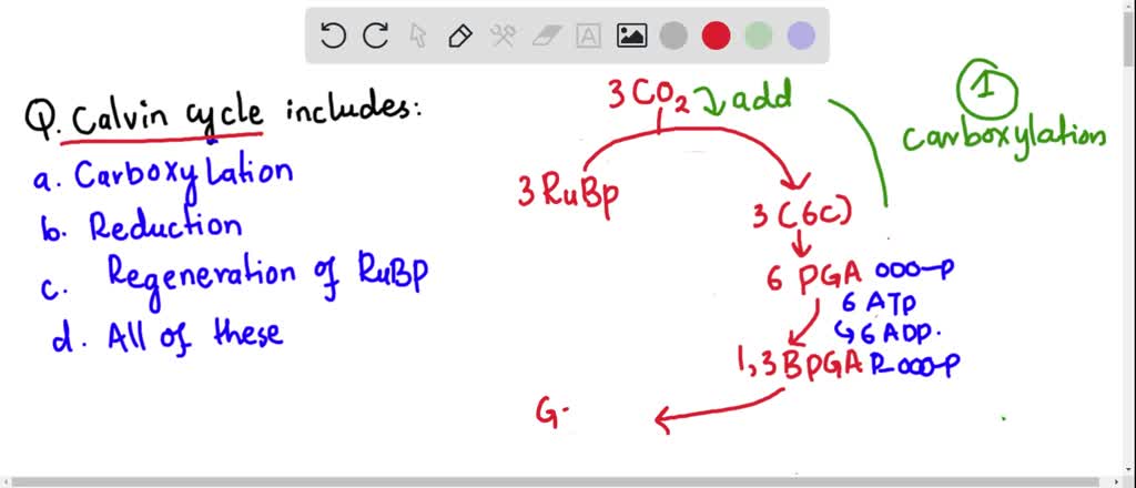 ⏩SOLVED:Calvin cycle includes (a) Carboxylation (b) Reduction (c ...