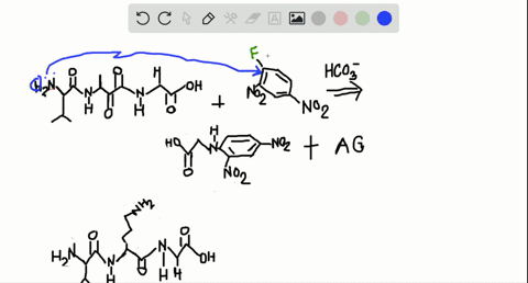 SOLVED:Reaction of angiotensin II with the Edman reagent yields the ...