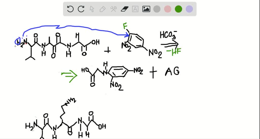 SOLVED:The Sanger method for N -terminus determination is a less common ...