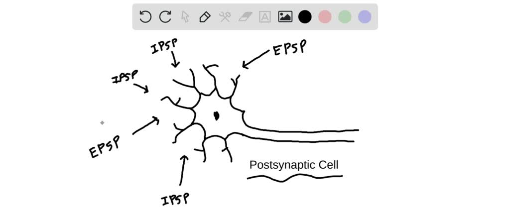 In a Hebbian type of rule the postsynaptic cell fires an action potential. This is a cell-wide ...