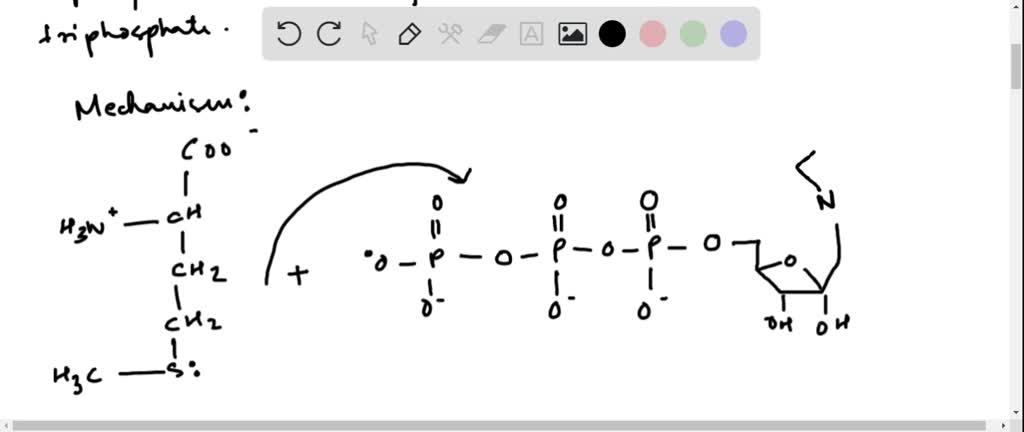 SOLVED:S-Adenosylmethionine (SAM) is formed from the reaction of ...