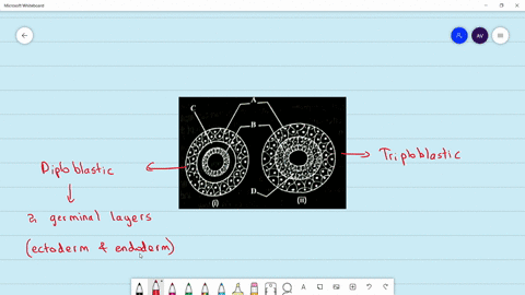 SOLVED:Examine the figures of diploblastic (i) and triploblastic (ii ...