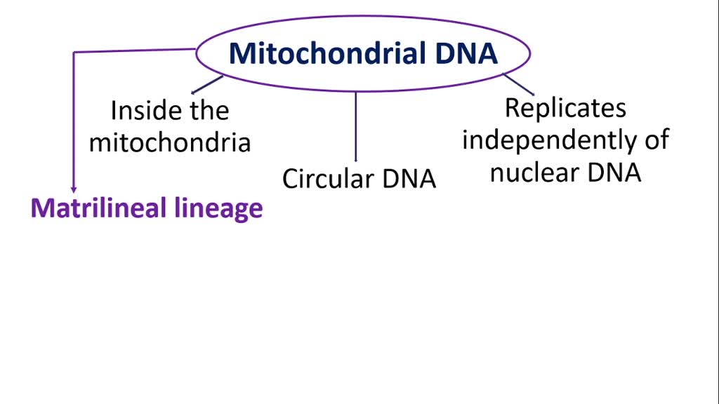 SOLVED:Mitochondria are cell organelles that have their own DNA and ...