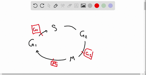 SOLVED:At which of the cell-cycle checkpoints do external forces have ...
