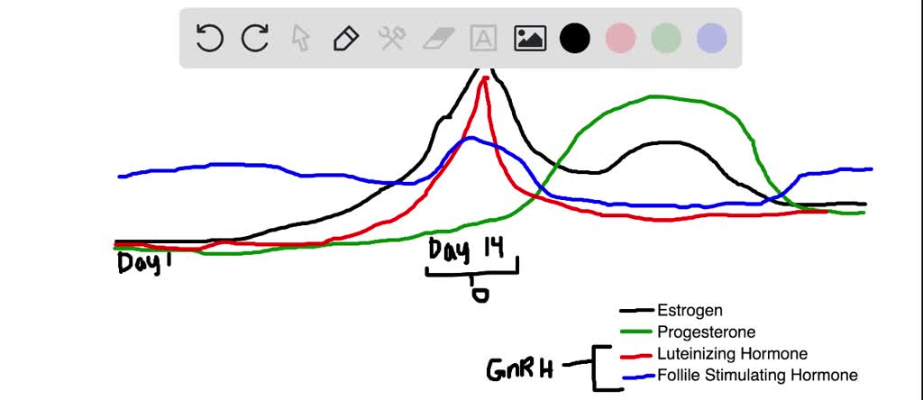 SOLVED:Which two hormones regulate each other in a negative feedback ...