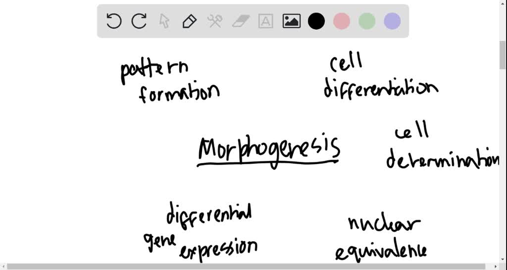 SOLVED:The mechanism that leads directly to morphogenesis is (a ...
