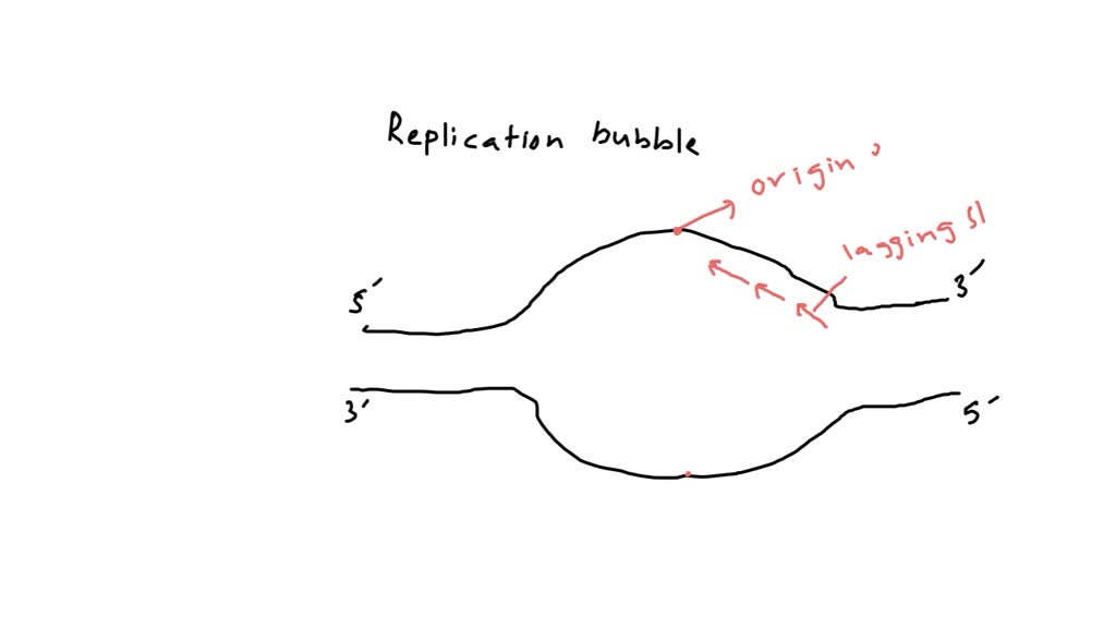 Draw a replication bubble with both replication forks and label the ...