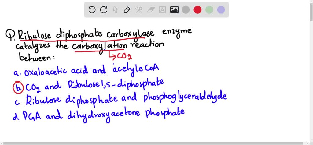 Ribulose diphosphate carboxylase enzyme catalyses the carboxylation ...