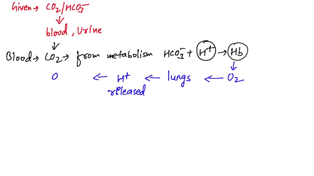 What happens to CO2 in the blood when the kidneys function to control ... What happens to CO2 in the blood when the kidneys function to control ...
