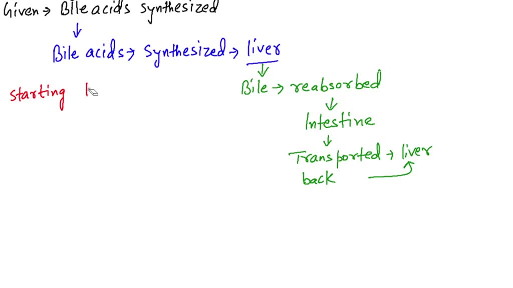 SOLVED:Where is bile synthesized? Where is bile stored? Where does bile ...