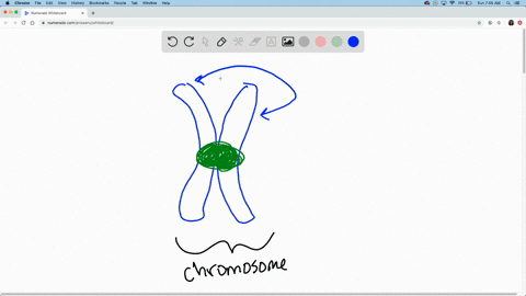 SOLVED:Explain the relationships among chromatin, chromosome, chromatid ...