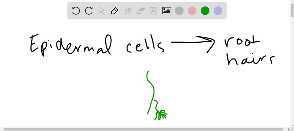 SOLVED:Distinguish between a tiny root and a root hair. What is the ... SOLVED:Distinguish between a tiny root and a root hair. What is the ...