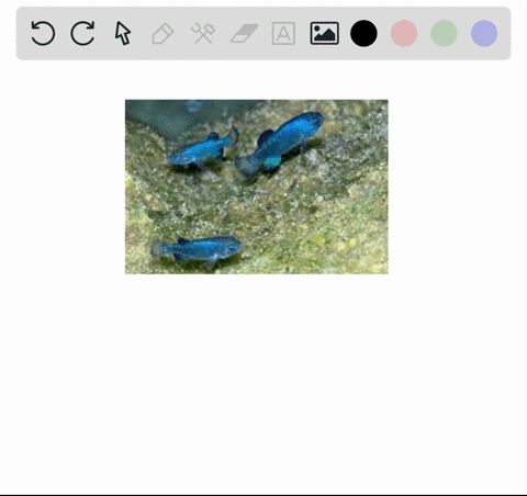 SOLVED:The pupfishes in the Death Valley region are an example of which ...