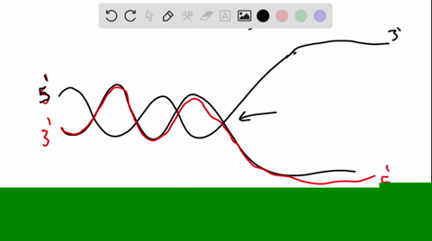 SOLVED:Why is the synthesis of the lagging strand of DNA discontinuous ...