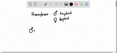 SOLVED:Female bees are diploid, and male bees are haploid. The haploid ...