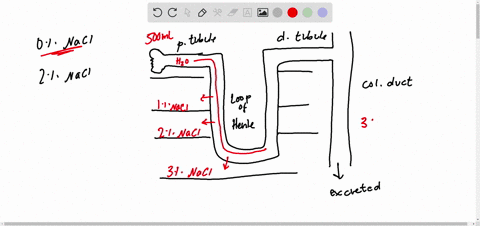 You are exploring kidney function in kangaroo rats. You measure urine ...